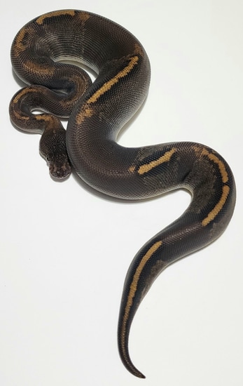 Suma Paradox Ball Python by Circle City Constrictors