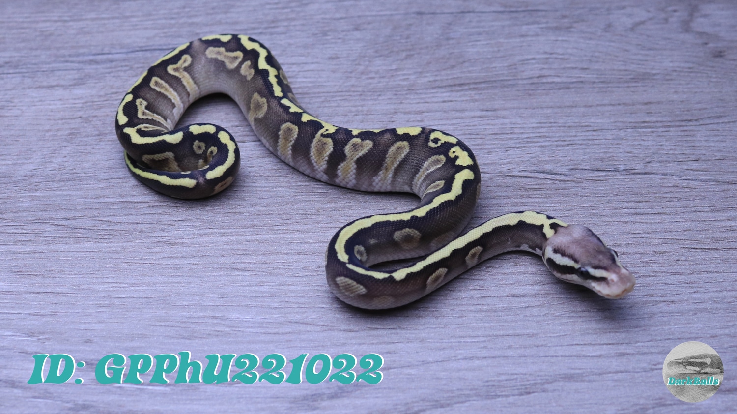 GHI Pastel Phantom Het Ultramel Ball Python by DarkBalls - MorphMarket