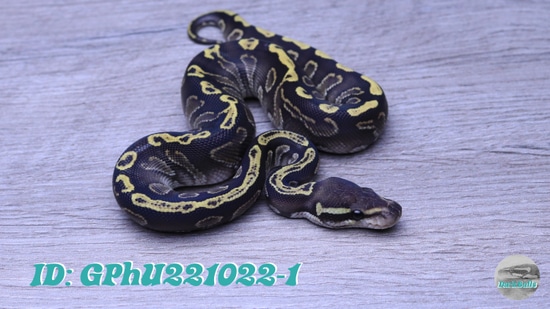 GHI Phantom Het Ultramel Ball Python by DarkBalls