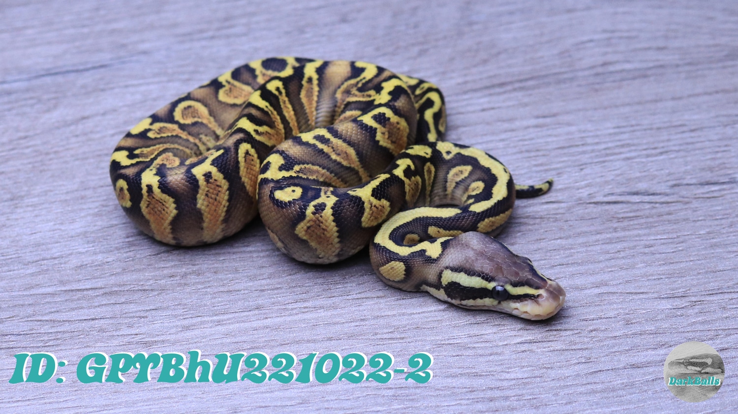 GHI Pastel Yellow Belly Het Ultramel Ball Python by DarkBalls - MorphMarket