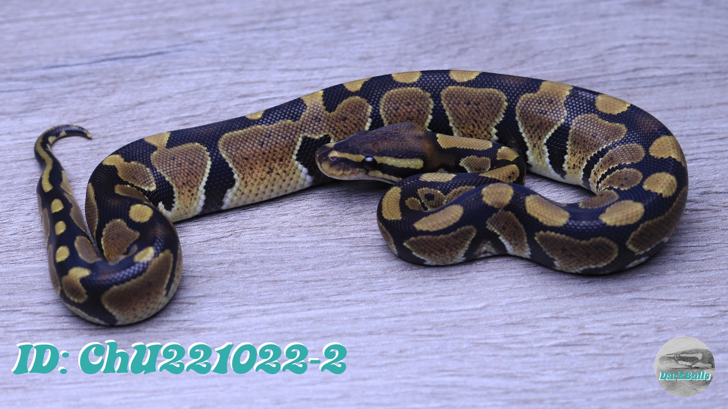 Classic Het Ultramel Ball Python by DarkBalls - MorphMarket