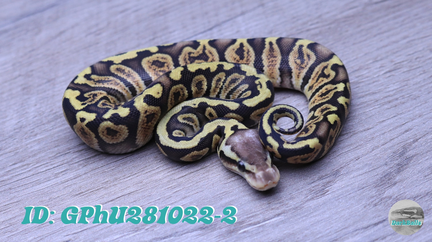 GHI Pastel Het Ultramel Ball Python by DarkBalls - MorphMarket
