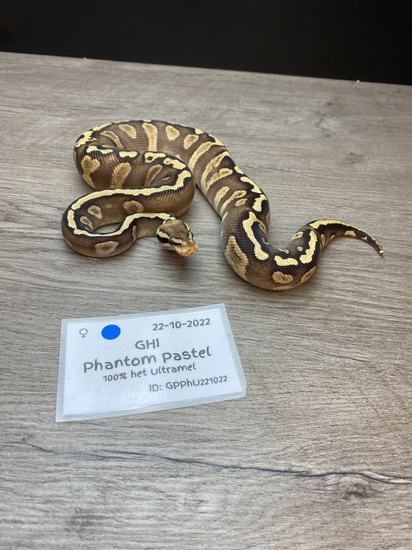 GHI Pastel Phantom Het Ultramel Ball Python by DarkBalls