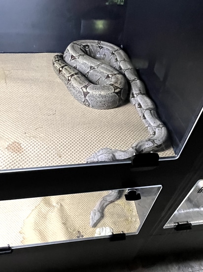 1.2 Bolivian Silverback Boa Short-Tailed Boa Constrictor by DNA Exotics