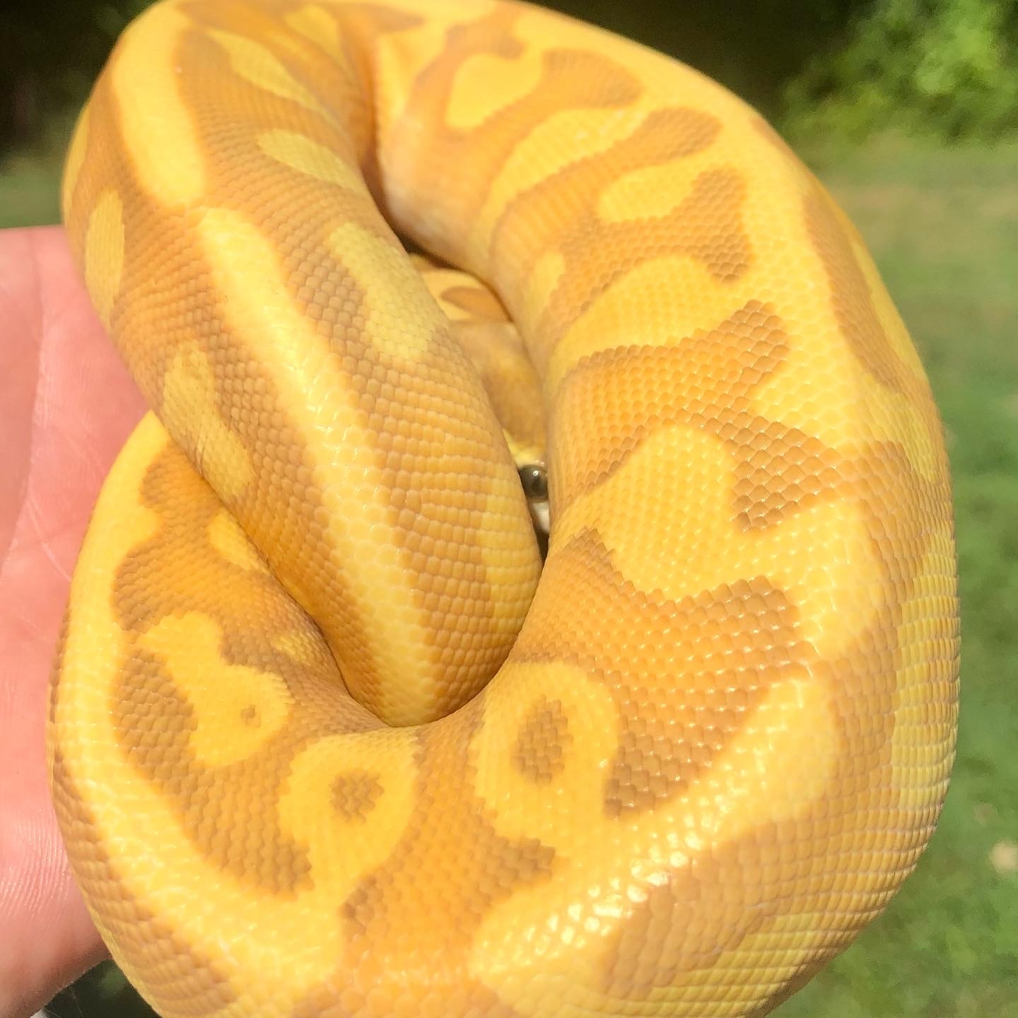 Banana Lesser Leopard (Poss Enchi) Ball Python by Dark Fired Morphs ...