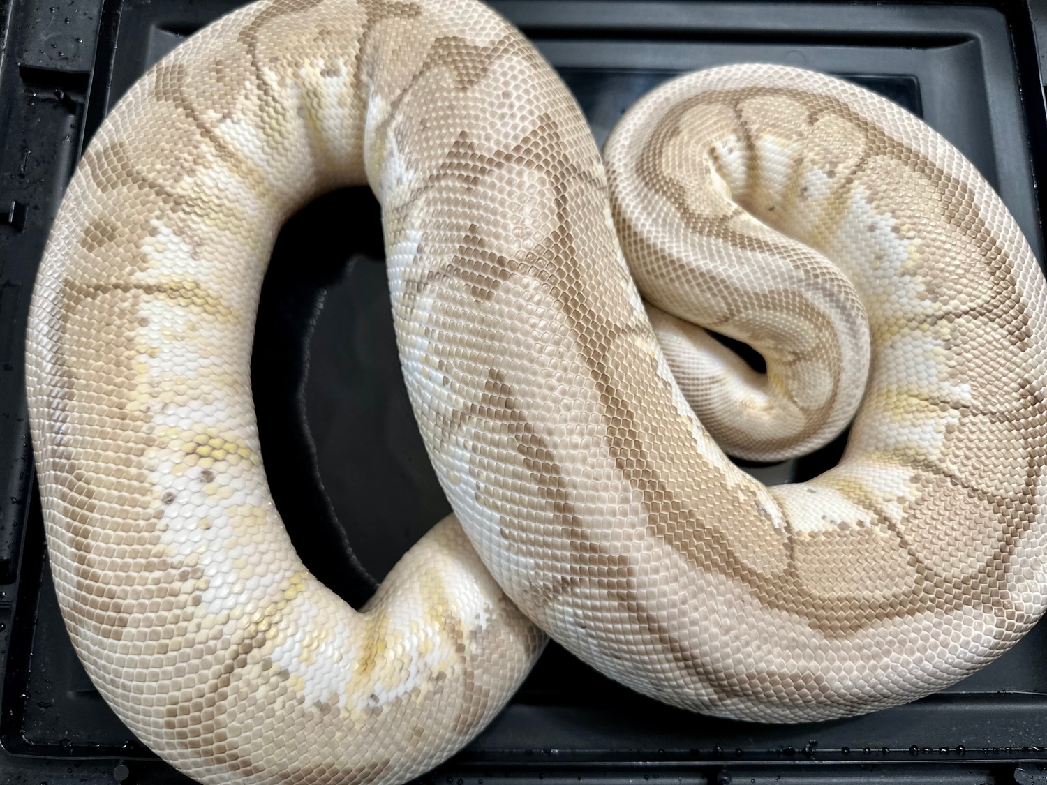 Proven Vanilla Stinger Bee (?) Ball Python by Dark Fired Morphs - MorphMarket