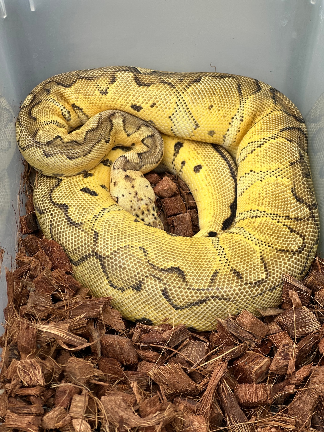 Firefly Orange Dream Clown Ball Python by Dark Fired Morphs - MorphMarket