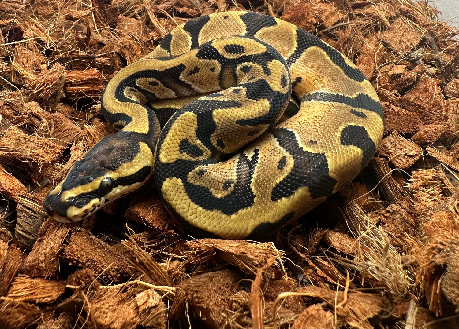 Dark Fired Morphs
