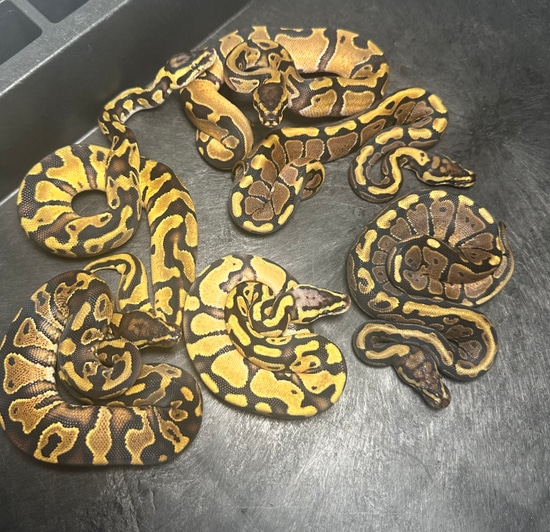 3.3 Group Of Multi Gene Animals Ball Python by Dark Fired Morphs
