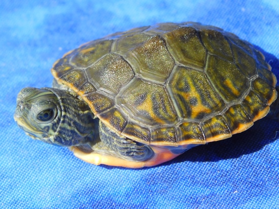 Calico Florida Redbelly (Pseudemys Nelsoni) Pond Turtle by Dark Hammock ...