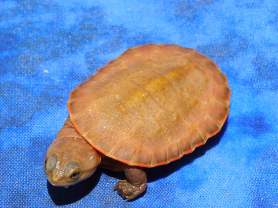 Peach Phrynops Geoffroanus Side-Necked Turtle by Dark Hammock Turtles