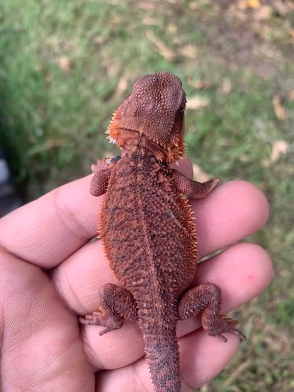 100% RM Dragon Central Bearded Dragon by Spikes and Scales