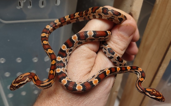Extreme Okeetee Pair Corn Snake by Darkhorse Herpetoculture