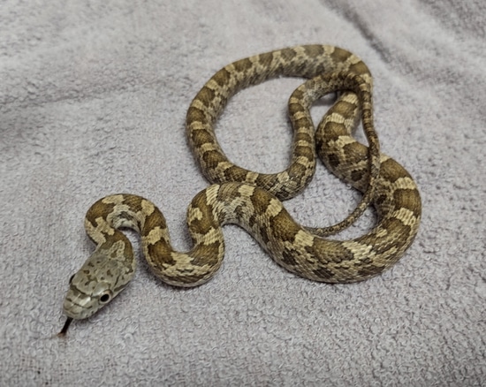 Pender Co NC Eastern Rat Snake by Darkhorse Herpetoculture