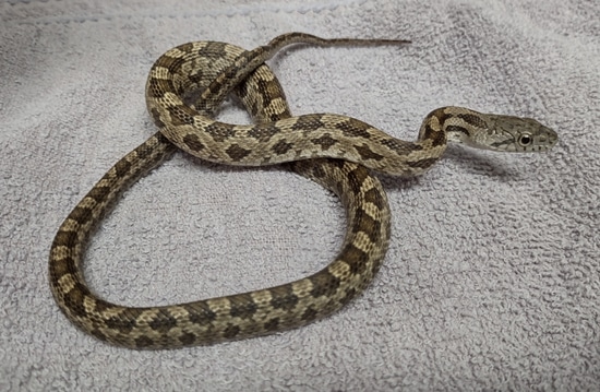 Pender Co NC Ratsnake Eastern Rat Snake by Darkhorse Herpetoculture