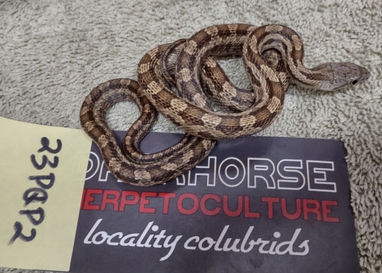 Pender Co NC Yellow Eastern Rat Snake by Darkhorse Herpetoculture