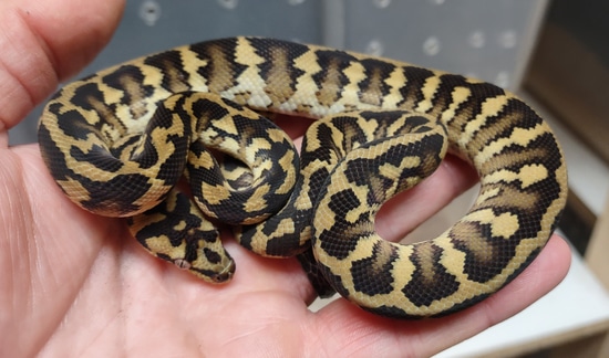 1.0 '23 Papuan Carpet Python Irian Jaya Carpet Python by Darkhorse ...