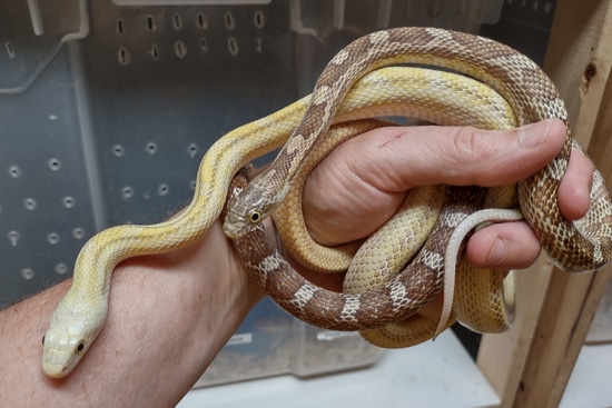 Lemon Ratsnake Pair Gray Rat Snake by Darkhorse Herpetoculture