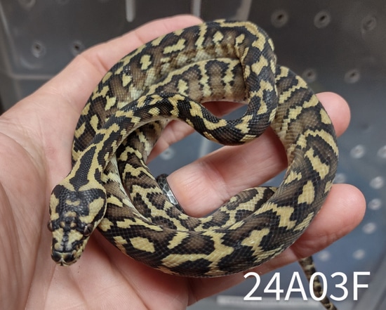 0.1 Papuan Carpet Python Irian Jaya Carpet Python by Darkhorse ...