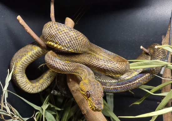 1.0 LTC C.ruschenbergerii Central American Tree Boa by Darkhorse ...