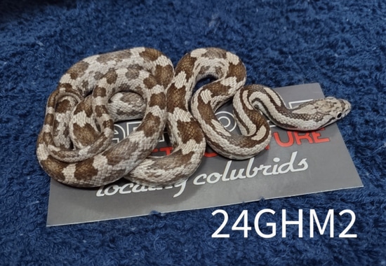 Levy Co Gulf Hammock Eastern Rat Snake by Darkhorse Herpetoculture