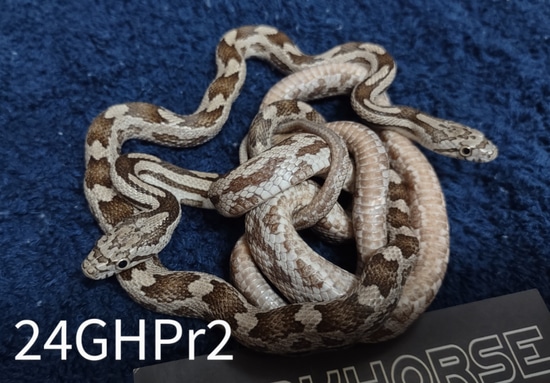 Gulf Hammock Ratsnake Pair Gray Rat Snake by Darkhorse Herpetoculture