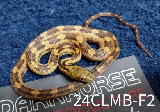 Columbia Co FL Ratsnake Eastern Rat Snake by Darkhorse Herpetoculture