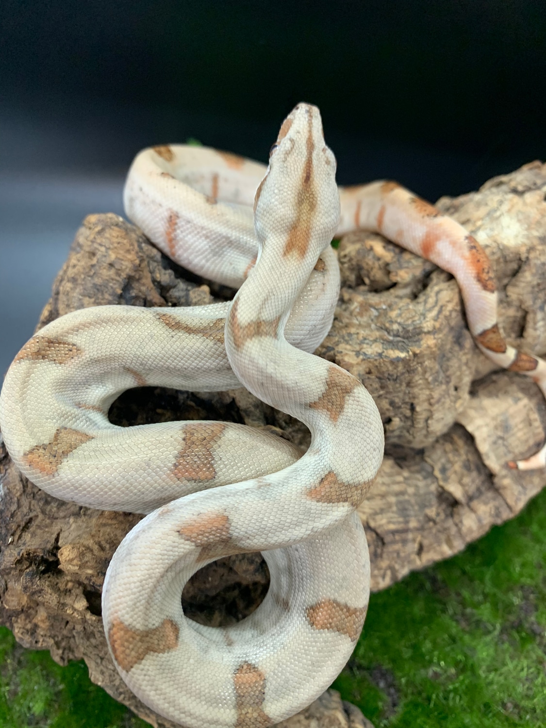 Boa Pearl Island Boa Constrictor by Galactic Boas - MorphMarket