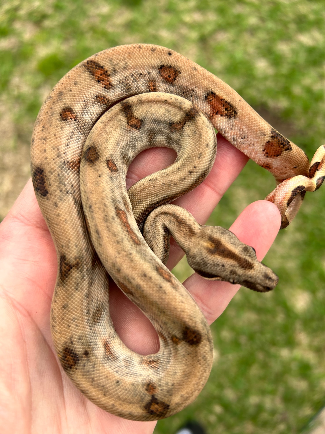 Pearl Island Boa Constrictor by Galactic Boas - MorphMarket