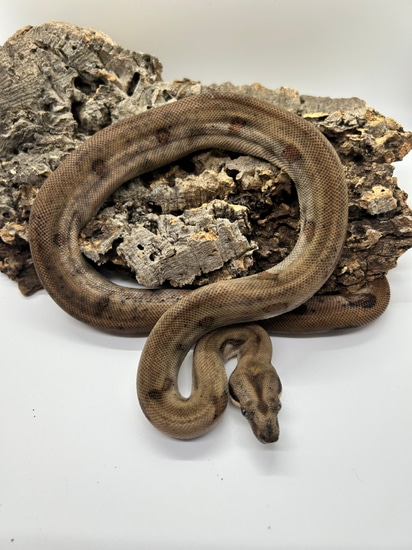 Pearl Island Boa Pearl Island Boa Constrictor by Galactic Boas