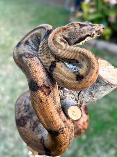 Pearl Island Pearl Island Boa Constrictor by Galactic Boas