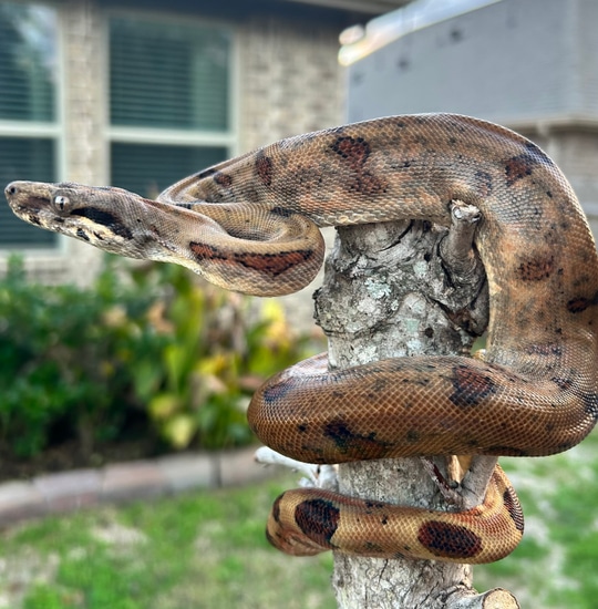 2022 Male Pearl Island Pearl Island Boa Constrictor by Galactic Boas