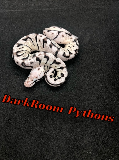 Zebra Bee Het Clown Ball Python by DarkRoom Pythons