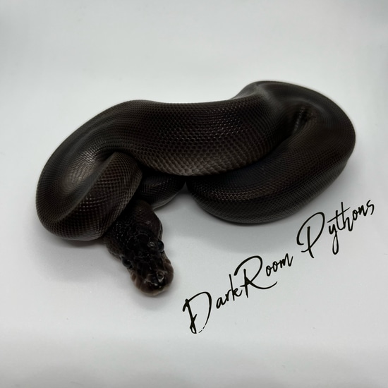 Super Black Pastel Het Pied Ball Python by DarkRoom Pythons