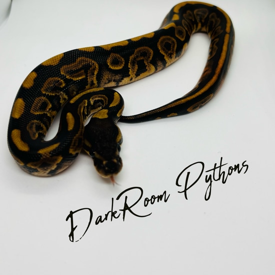 Black Pastel Het Pied Ball Python by DarkRoom Pythons