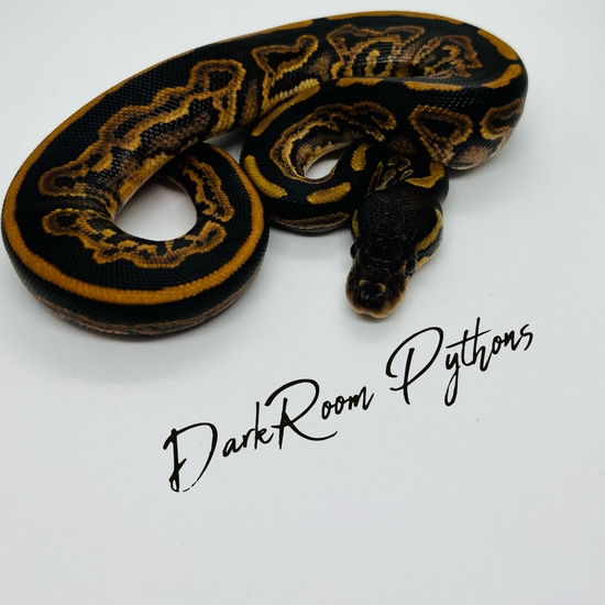 Black Pastel Het Pied Ball Python by DarkRoom Pythons