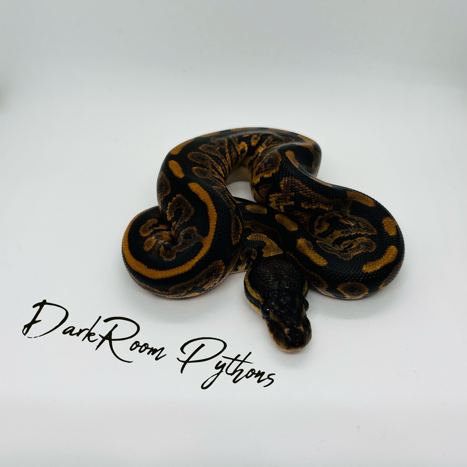 Black Pastel Het Pied Ball Python by DarkRoom Pythons - MorphMarket