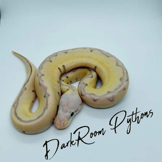 Killer Bee Clown Ph VPI Axanthic Ball Python by DarkRoom Pythons