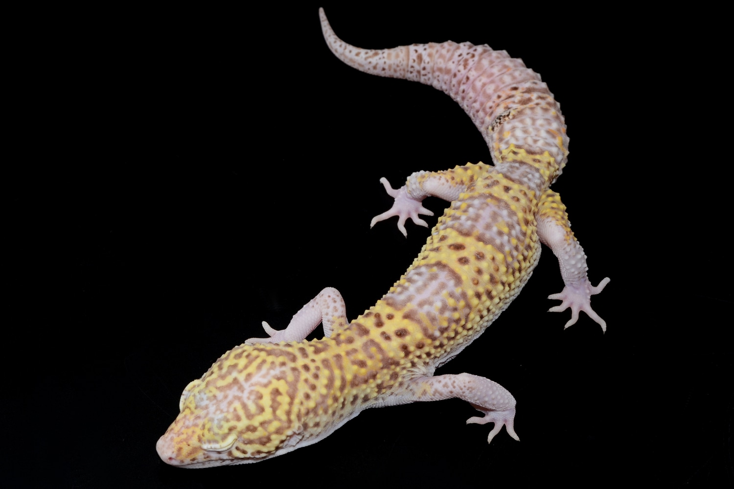 Q4 - Radar Het White Knight Leopard Gecko by Medusa's Cradle - MorphMarket
