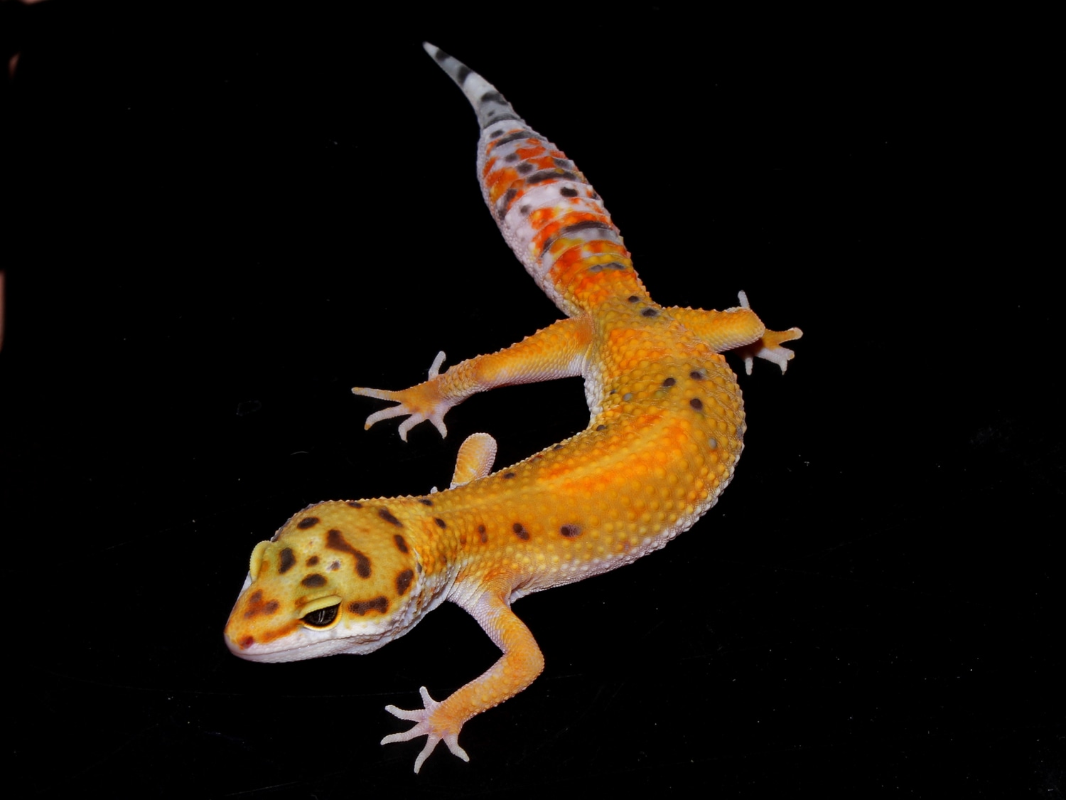 SHTCTB Pos Giant Possible Het Raptor Leopard Gecko by Medusa's Cradle ...