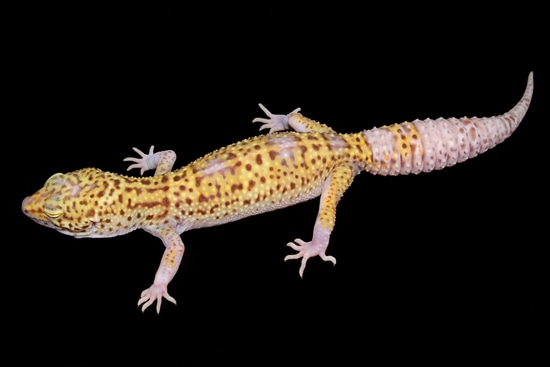 Radar Het White Knight Leopard Gecko by Medusa's Cradle
