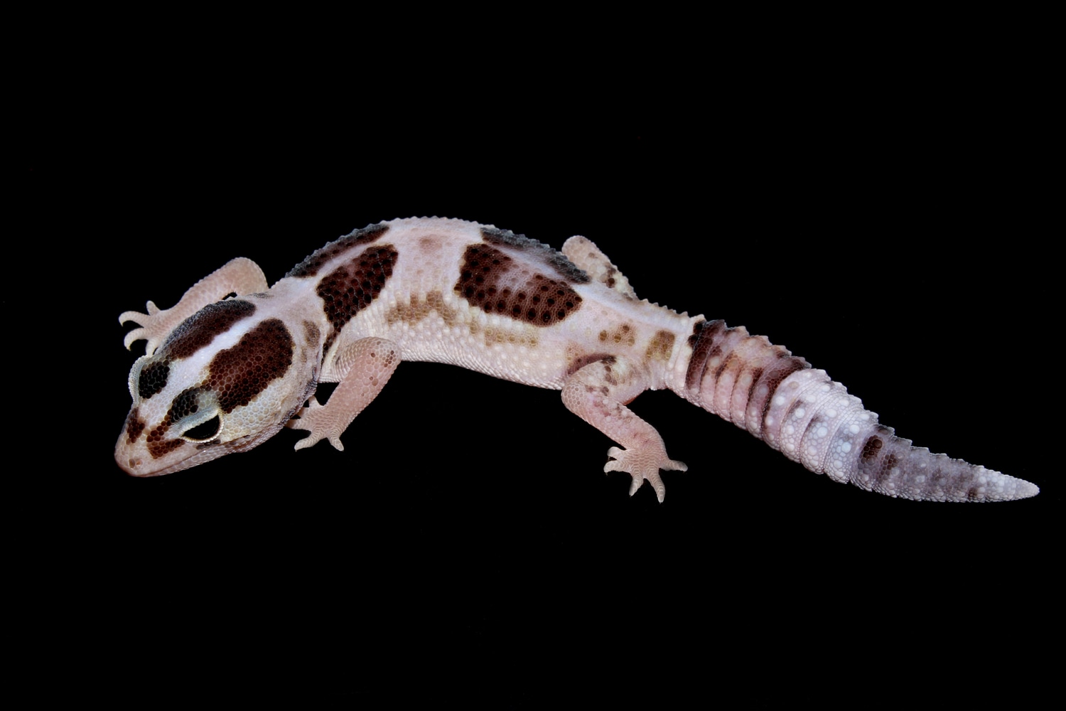 White Out Het Amel African Fat-Tailed Gecko by Medusa's Cradle ...