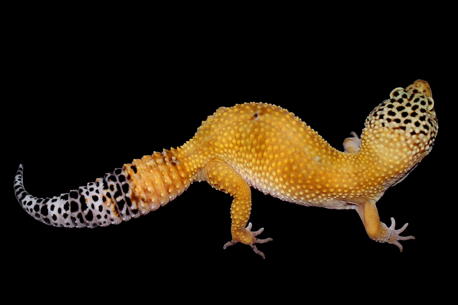 Normal Het Radar Ph MP Leopard Gecko by Medusa's Cradle - MorphMarket