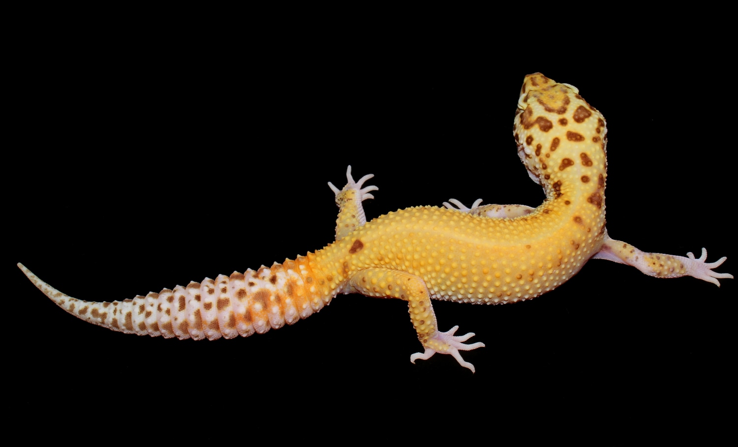 Tangerine Radar Het White Knight Leopard Gecko by Medusa's Cradle ...