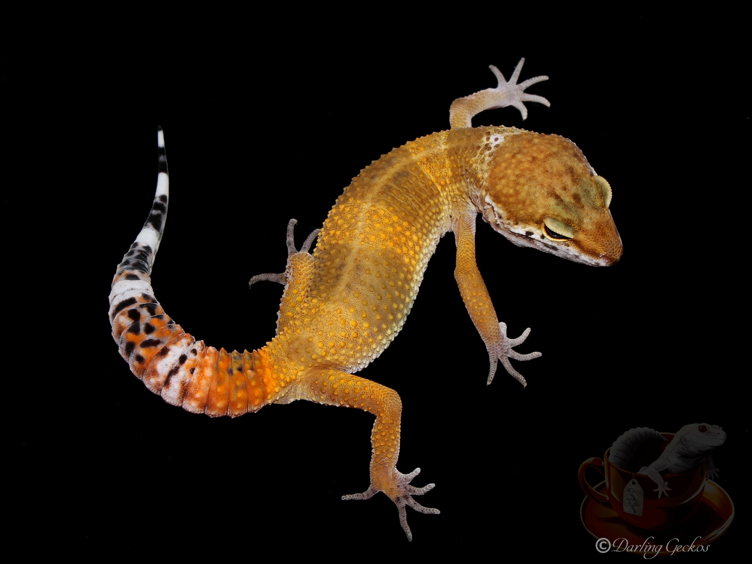Tangerine Ph Noir Desir Leopard Gecko by Medusa's Cradle - MorphMarket