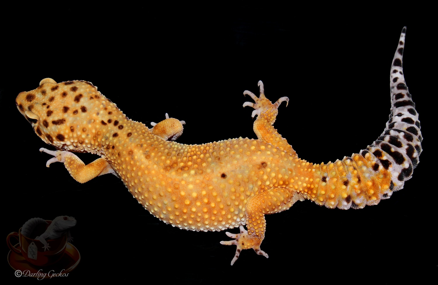 Inferno Ph Raptor Leopard Gecko by Medusa's Cradle - MorphMarket