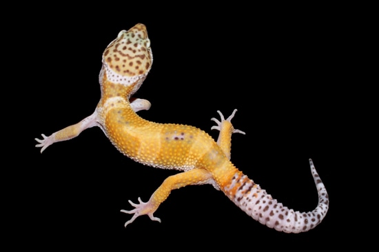 Hypo Het Marble Eye Ph Tremper Leopard Gecko by Medusa's Cradle
