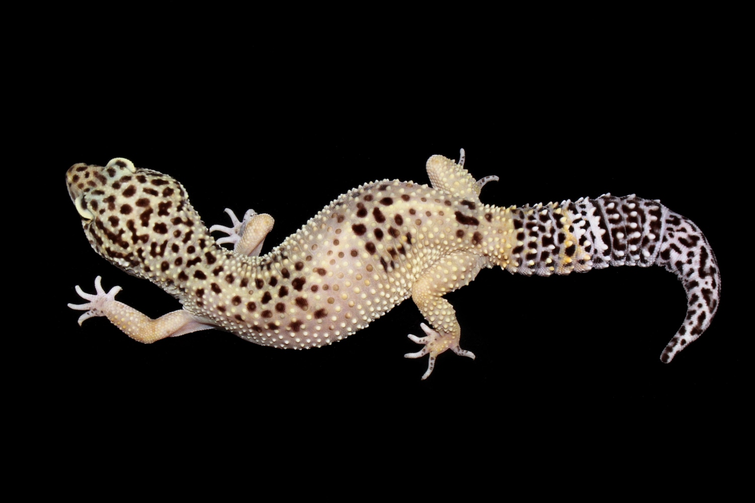 Atomic Afghan Cross Leopard Gecko by Medusa's Cradle - MorphMarket