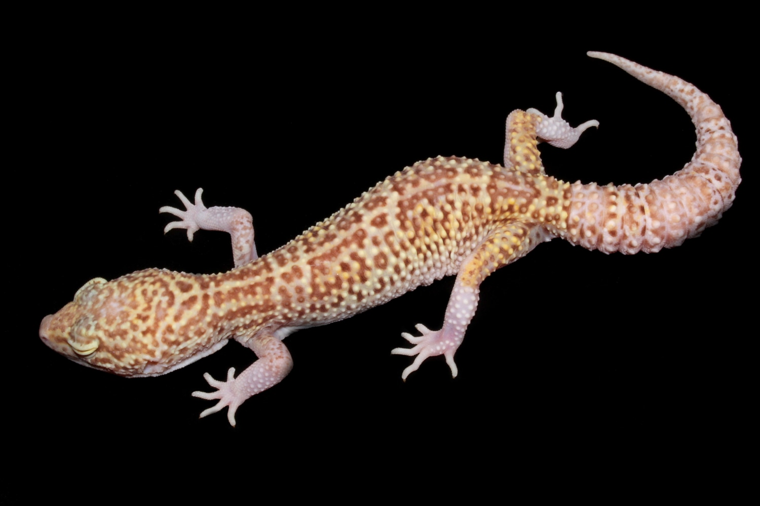 Radar Ph Blizzard Leopard Gecko by Medusa's Cradle - MorphMarket