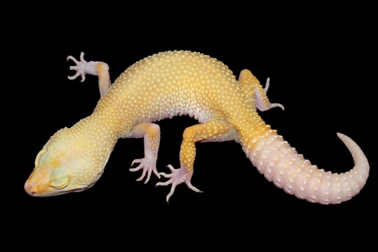 Ember Leopard Gecko by Medusa's Cradle